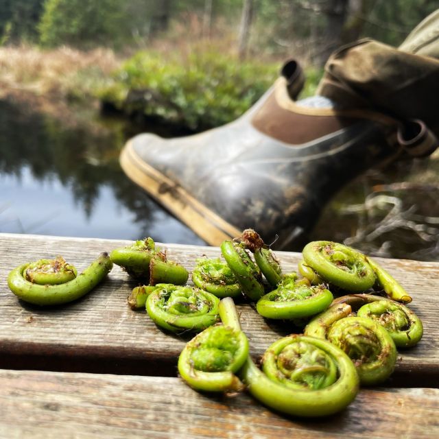 Yarrow Willard – The Herbal Jedi